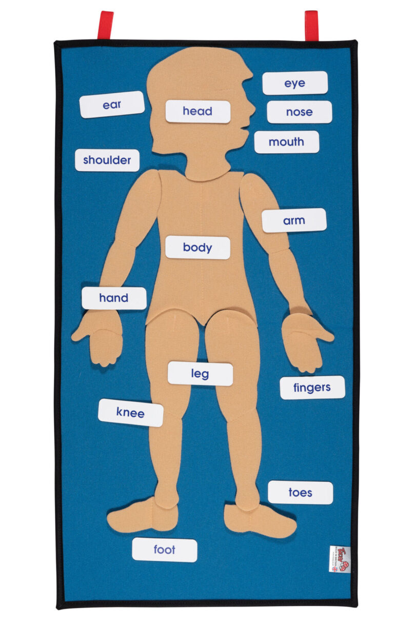 My Body Fabric Wallchart | Science | Primary | Edusentials