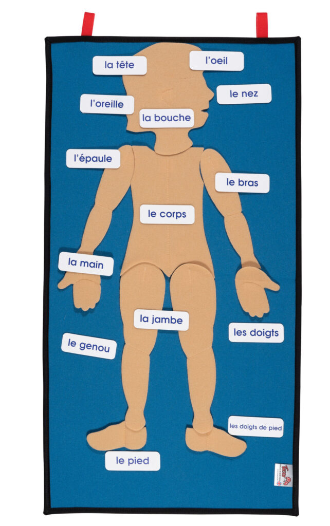 My Body Fabric Wallchart | Science | Primary | Edusentials