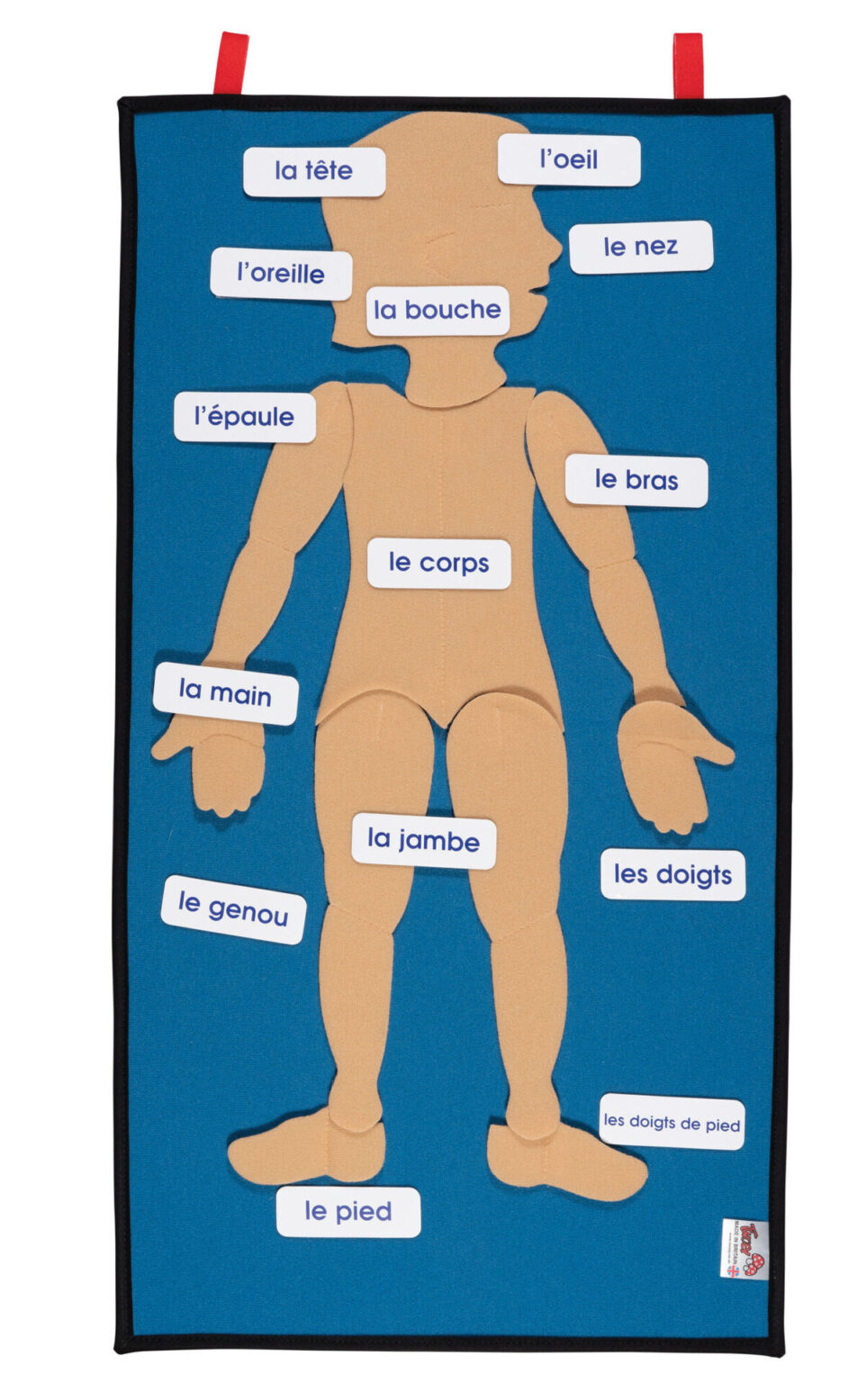 My Body Fabric Wallchart | Science | Primary | Edusentials